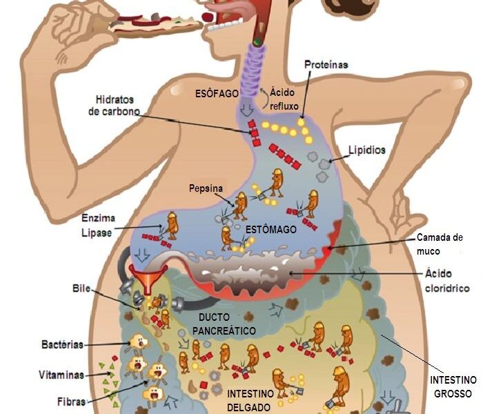 A digestão de forma simplificada - Guia Plano de Saúde | Telefone ☎ ...